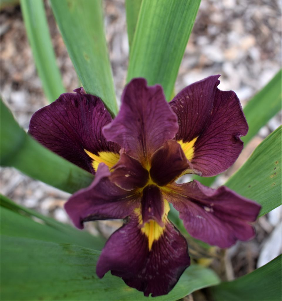 Water Iris Louisianna NO 43 Bare Rooted – Trigg Plants