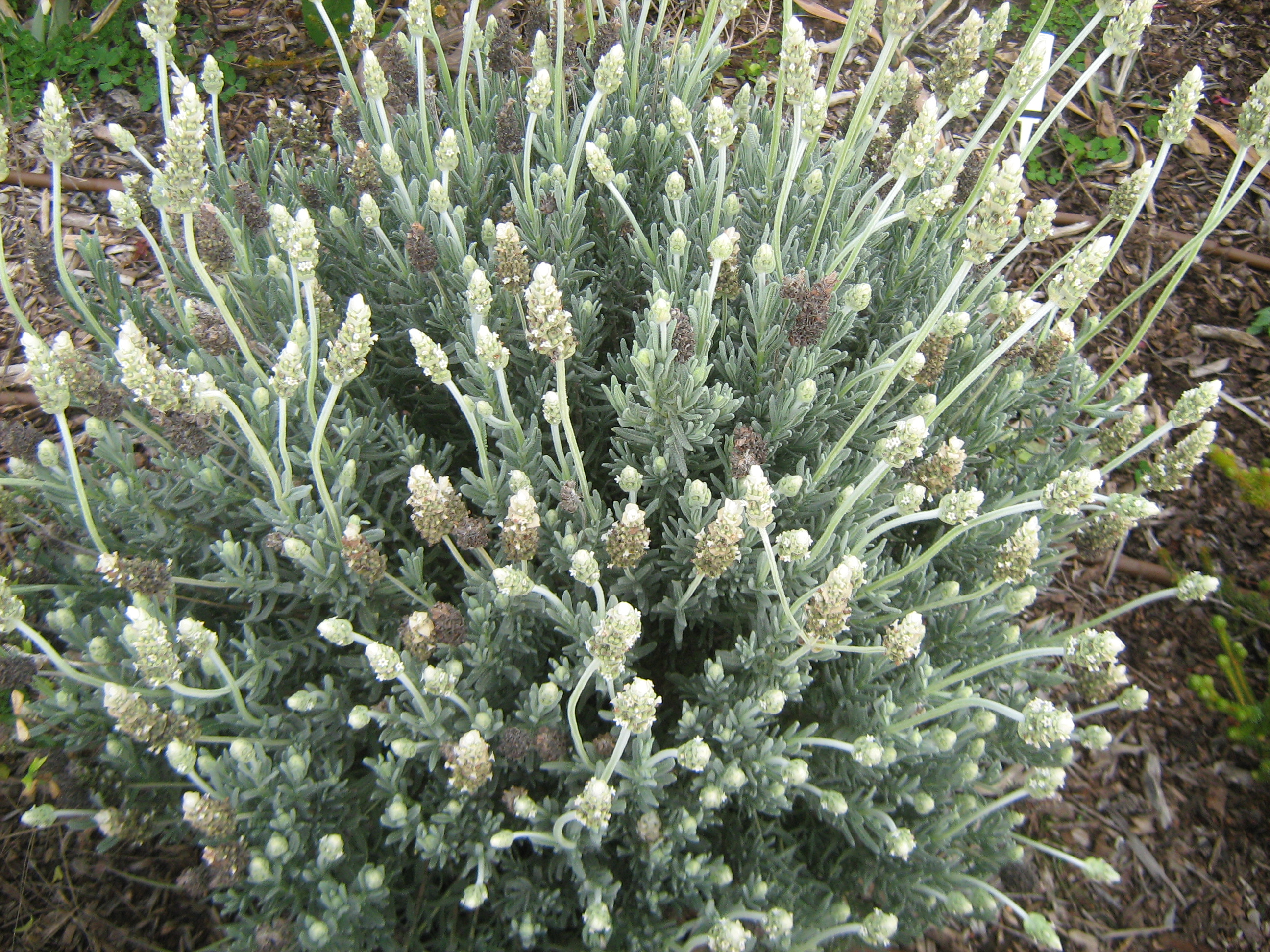 Lavender dentata white form in 50mm Forestry Tube – Trigg Plants