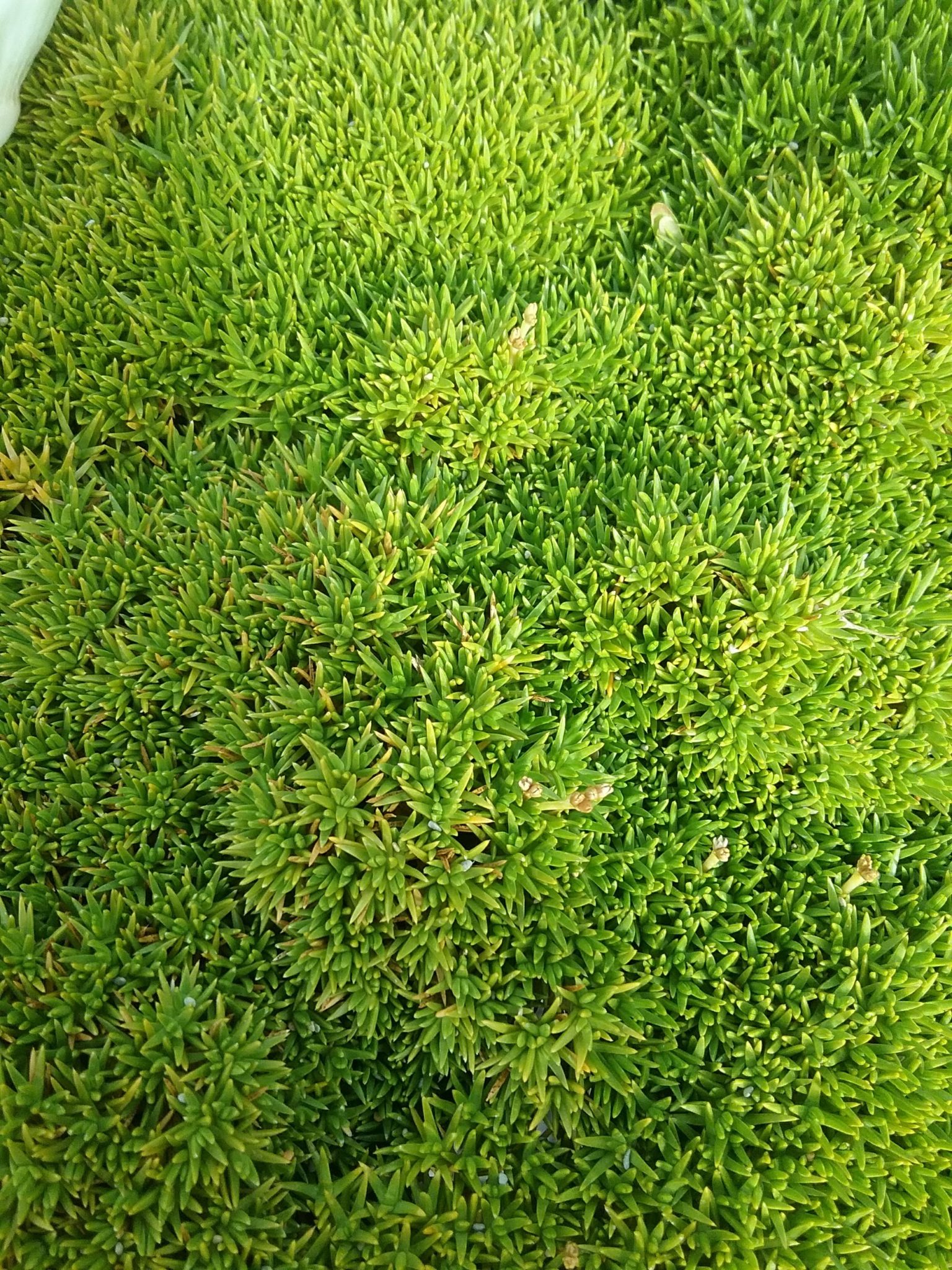 Scleranthus biflorus in 68mm Super Tube – Trigg Plants
