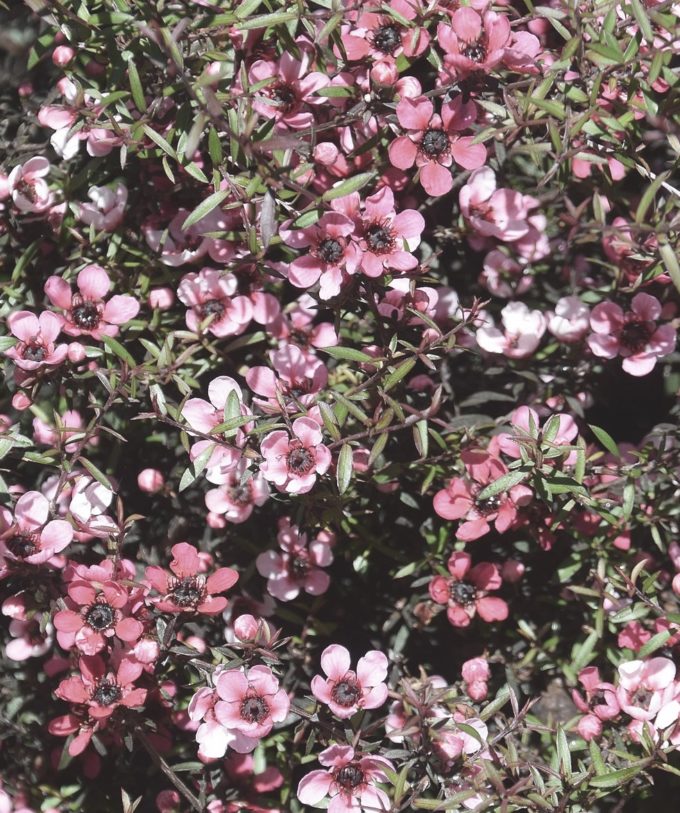Leptospermum Pink Cascade (Tea Tree) in 50MM Forestry Tube – Trigg Plants