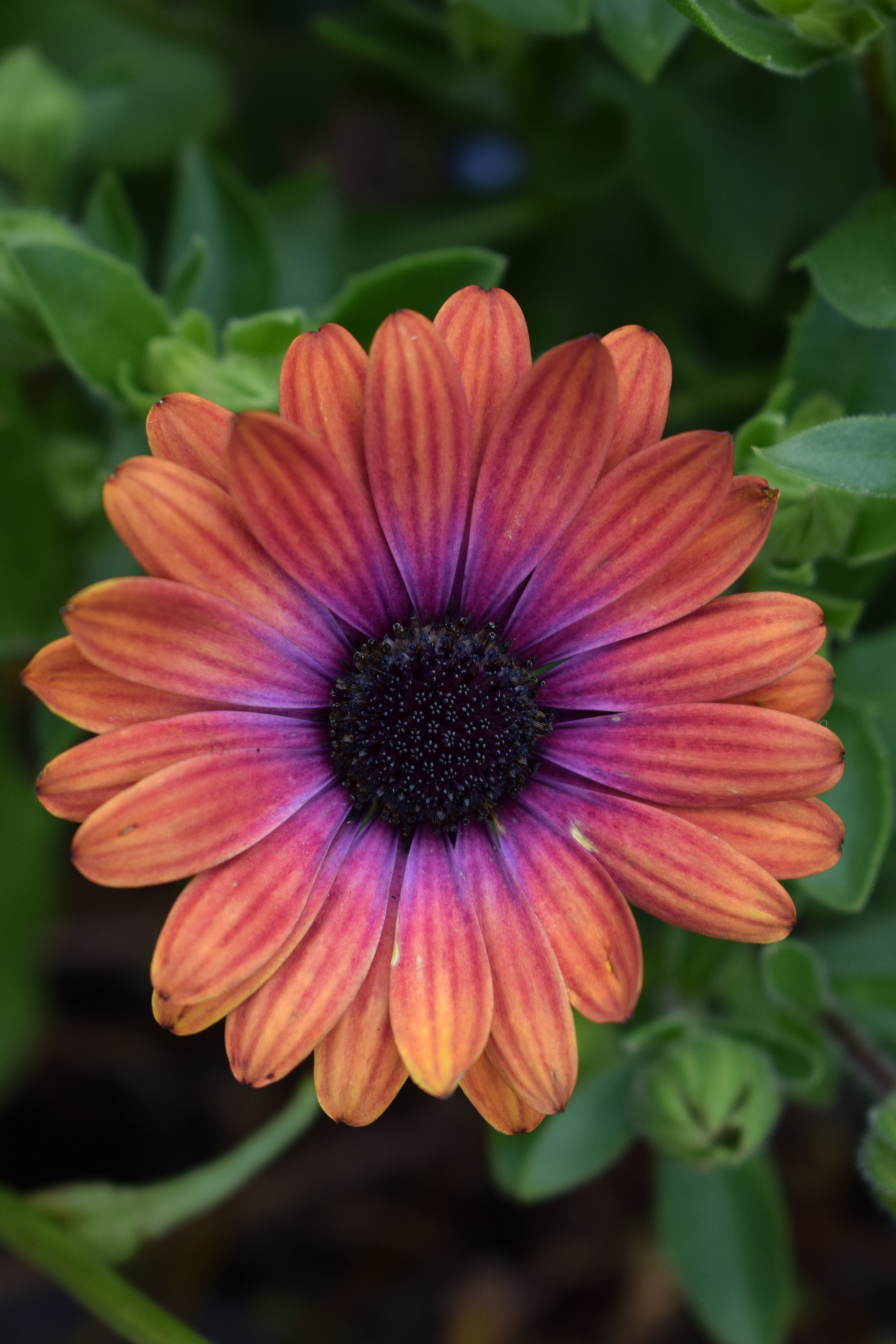 Osteospermum Serenity Bronze (African daisy)in 75mm Supergro Tube ...