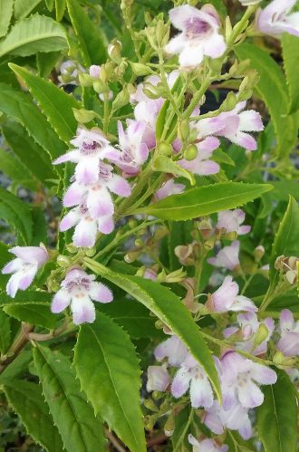 Prostanthera lasianthos Pink Form in 50mm Forestry Tube – Trigg Plants