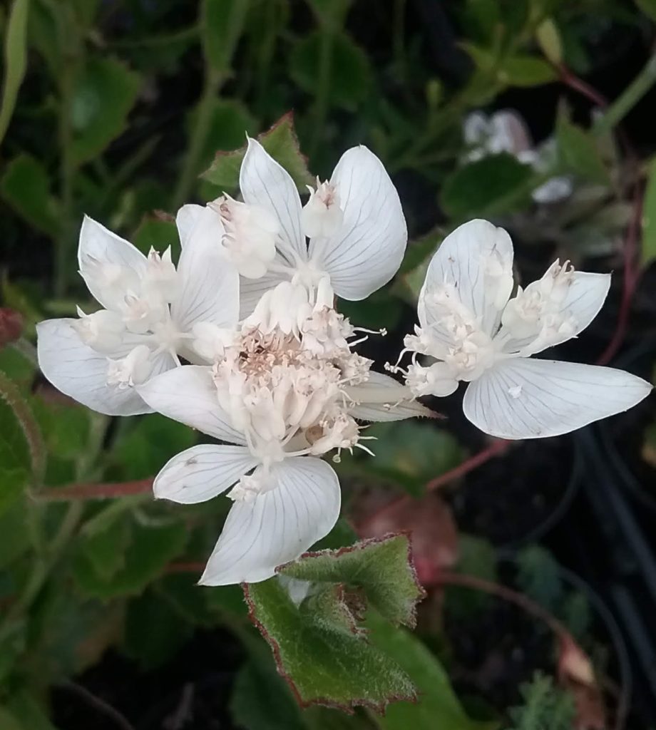 Xanthosia rotundifolia in 125mm Advanced Pot – Trigg Plants