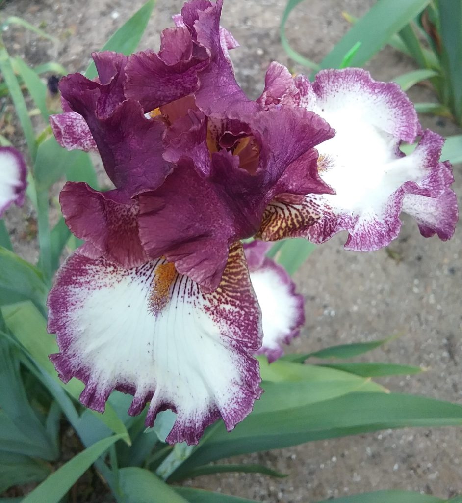 Tall Bearded Iris JUMPING (bare rooted rhizome) – Trigg Plants
