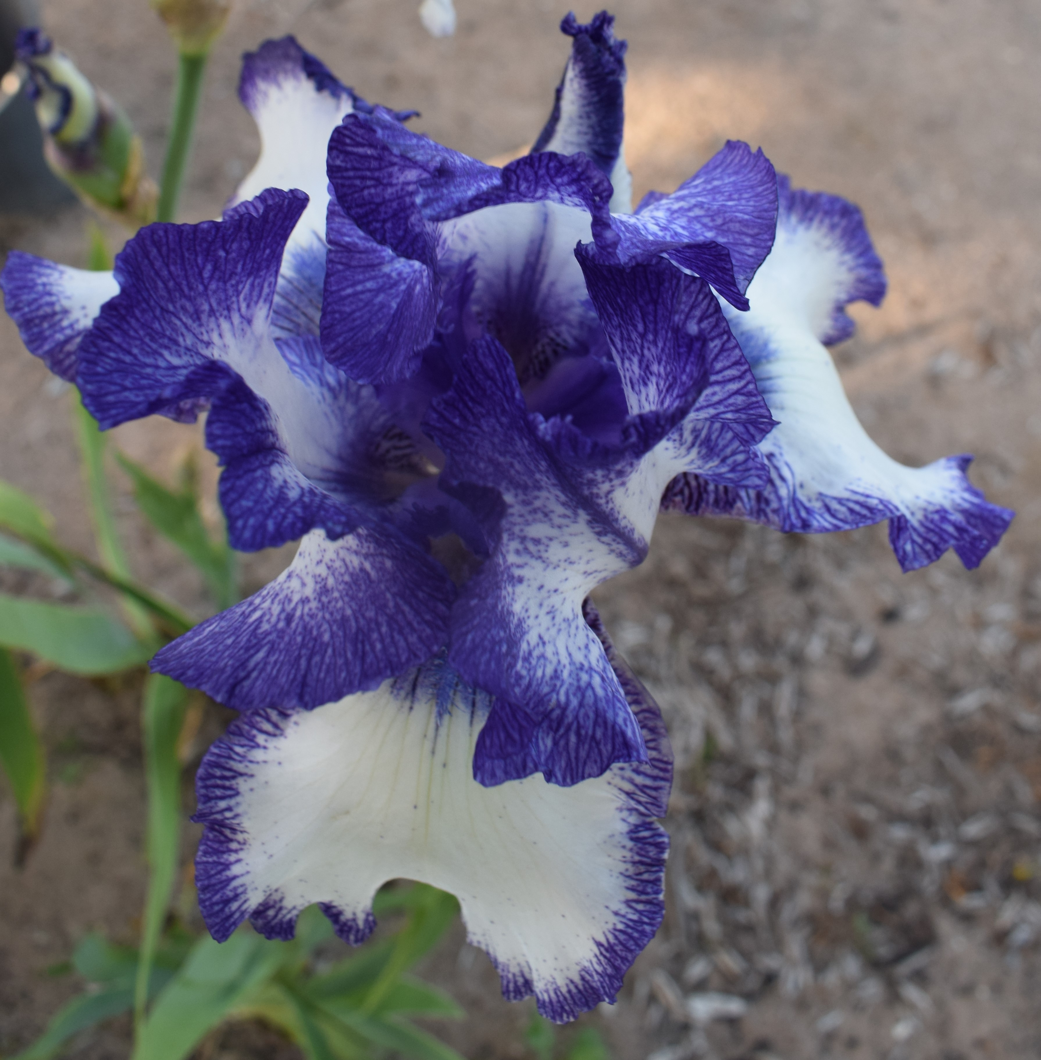 Tall Bearded Iris BLUE STACCATO (bare rooted rhizome) – Trigg Plants