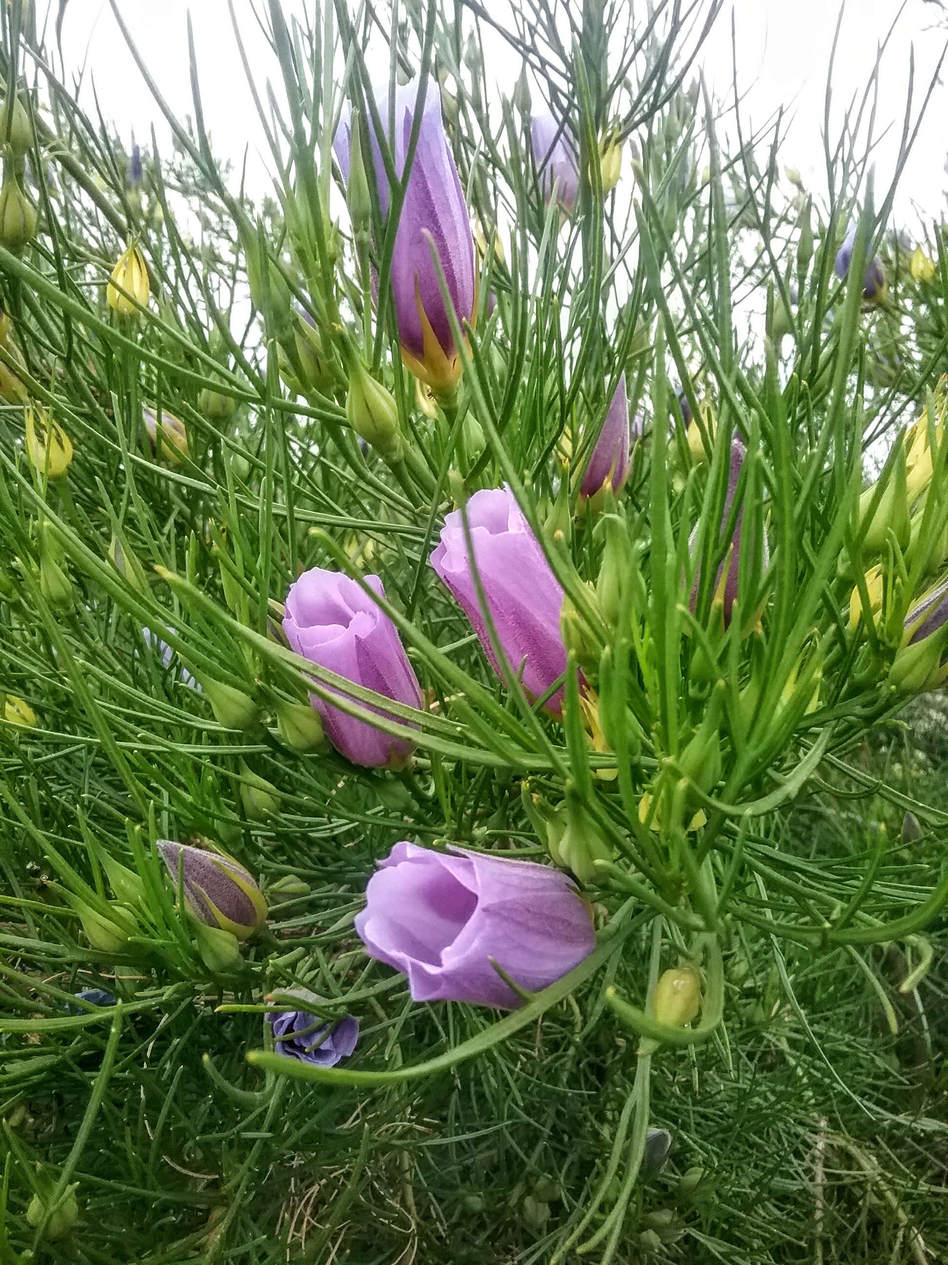 Alyogyne hakeifolia Shelby Ann in 75mm supergro tube – Trigg Plants