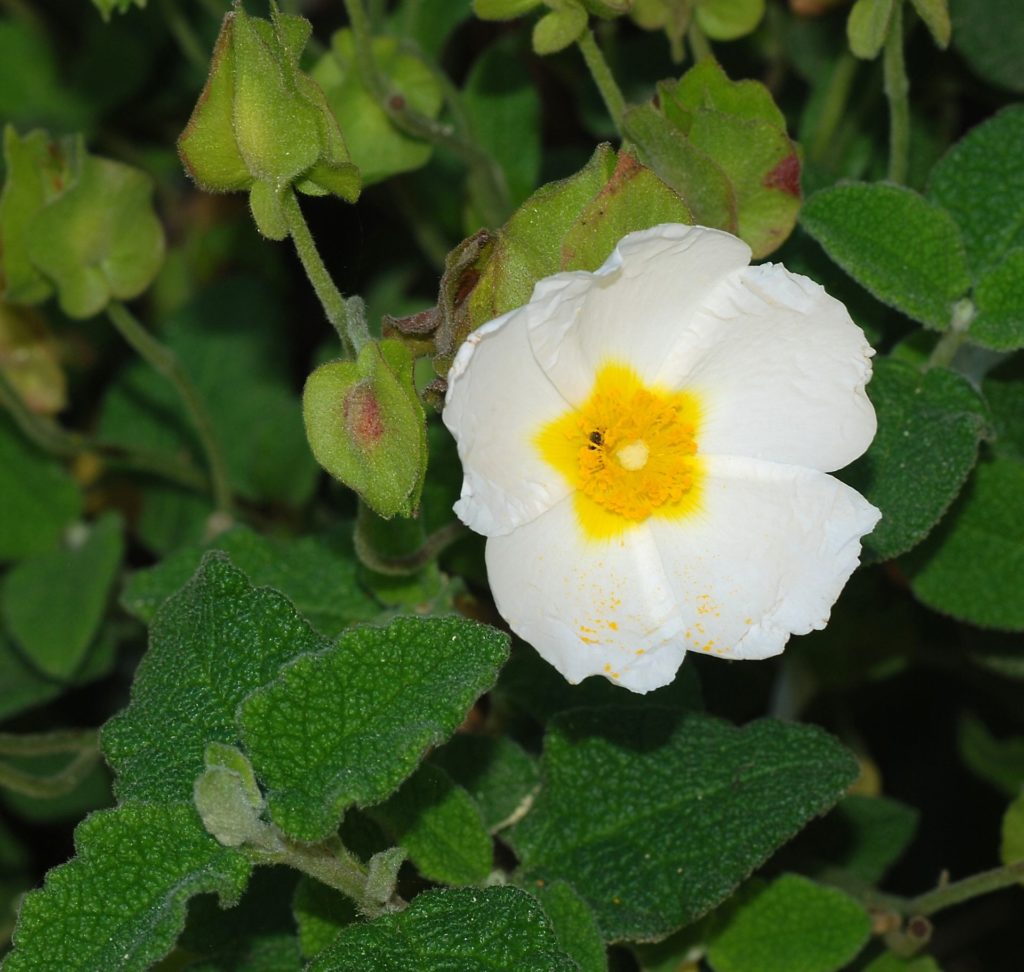 Cistus salviifolius (Rock Rose) in 68mm Super Tube – Trigg Plants