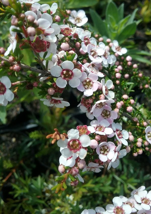 Astartea fascicularis in 50mm Forestry Tube – Trigg Plants