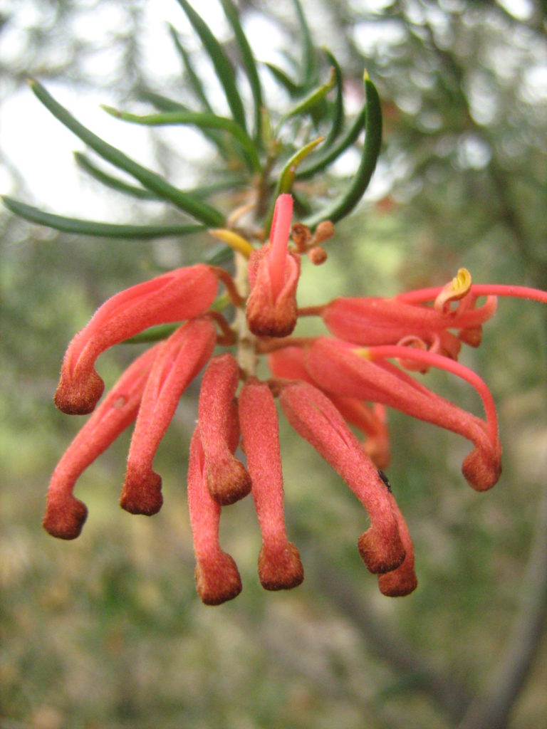 Grevillea – Trigg Plants