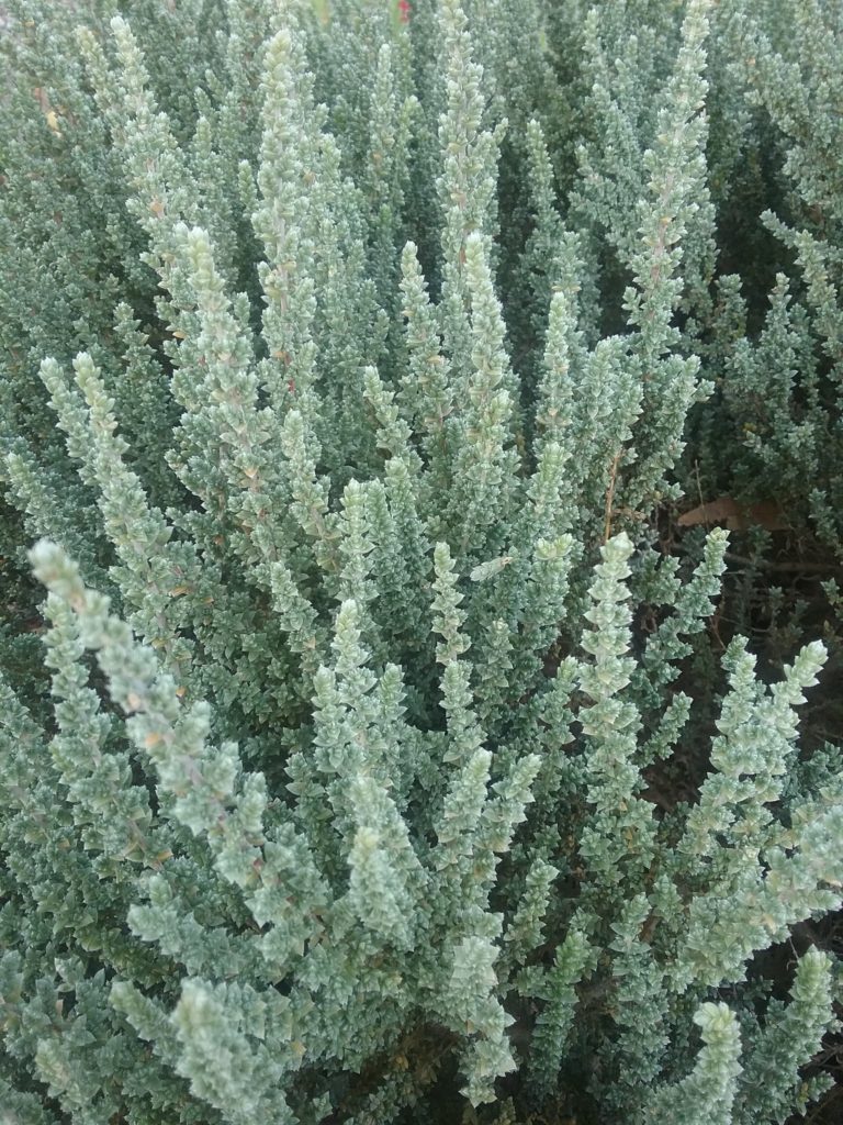 Maireana oppositifolia in 50mm Forestry Tube – Trigg Plants