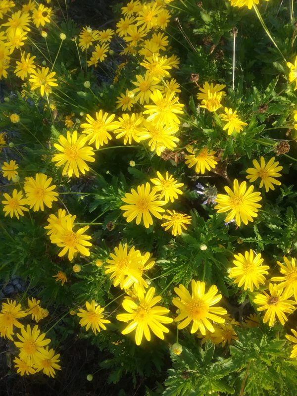Euryops species in 50mm Forestry Tube – Trigg Plants