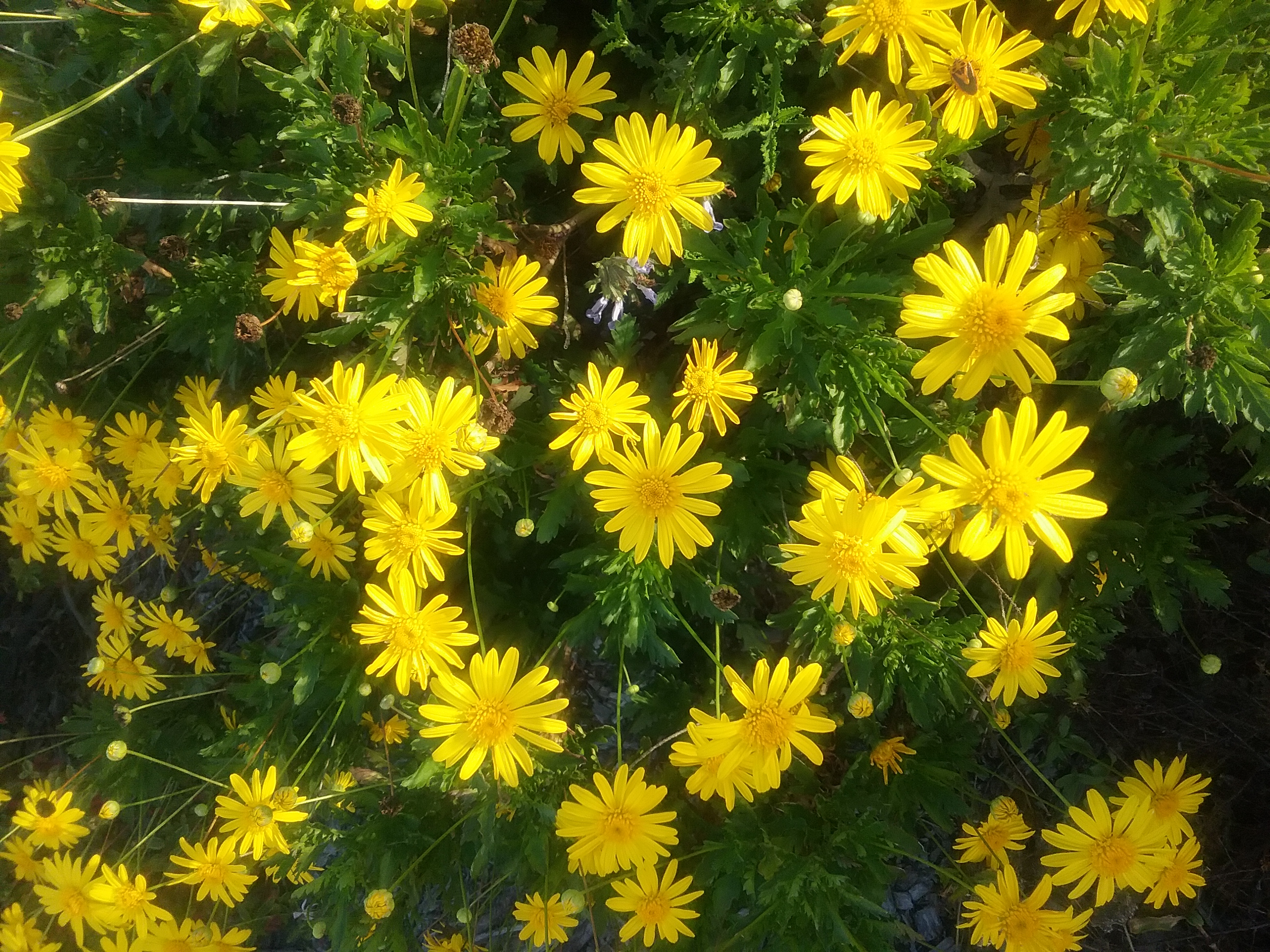 Euryops species (Daisy) in 75mm Supergro Tube – Trigg Plants