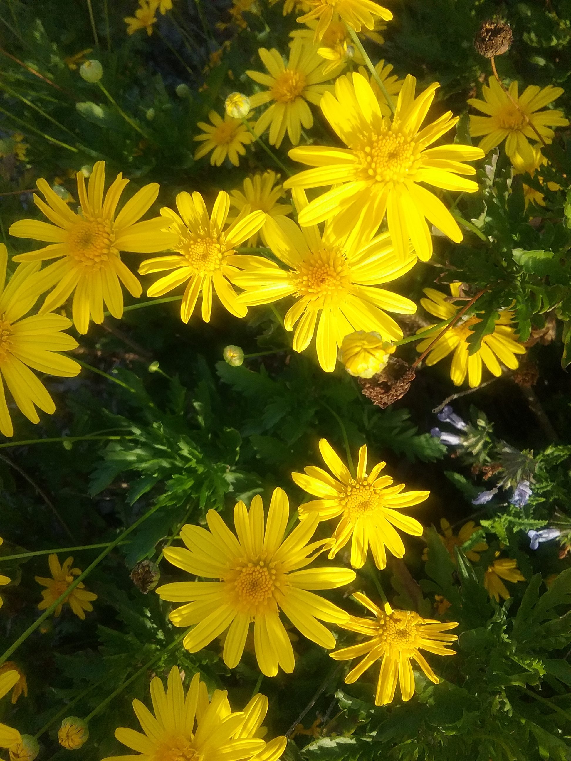 Euryops species (Daisy) in 75mm Supergro Tube – Trigg Plants