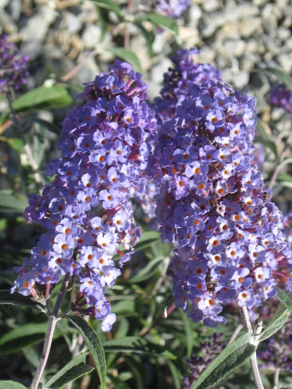 Buddleia davidii Nanho Blue in 68mm Super Tube – Trigg Plants