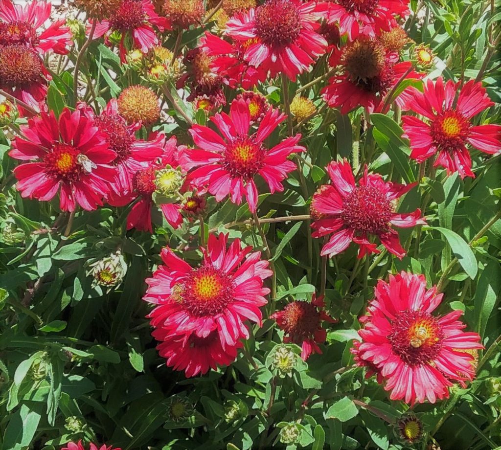 Gaillardia red flowering form in 125mm Advanced Pot – Trigg Plants