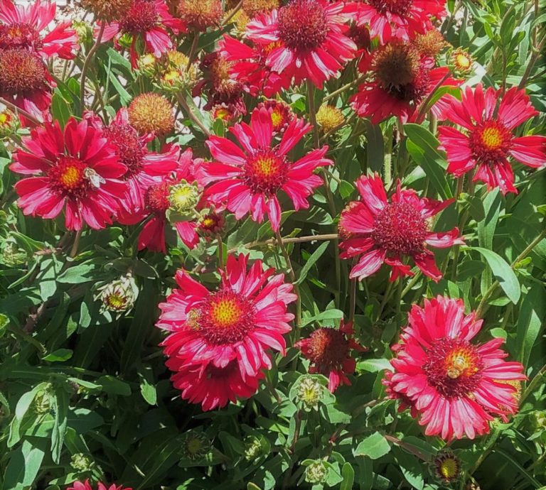 Gaillardia red flowering form in 125mm Advanced Pot – Trigg Plants