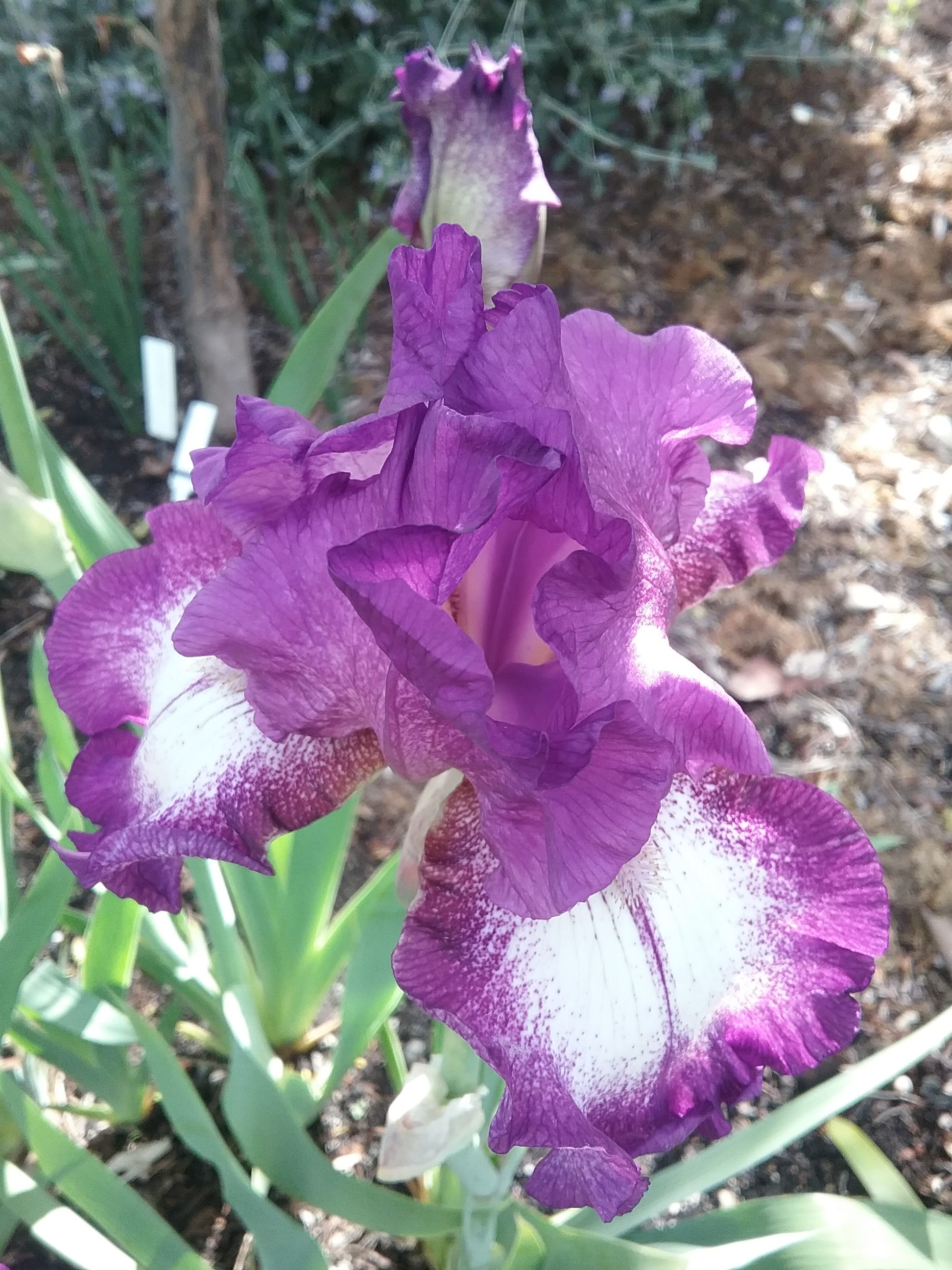 Tall Bearded Iris Frivolity (bare rooted rhizome) – Trigg Plants