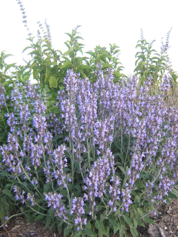 Salvia Greek Skies in 50mm Forestry Tube – Trigg Plants