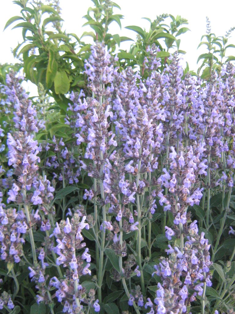 Salvia Greek Skies in 50mm Forestry Tube – Trigg Plants