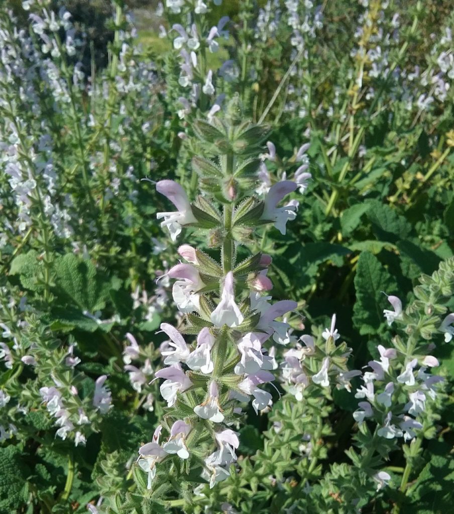 Salvia disermis pink in 50mm Forestry Tube – Trigg Plants