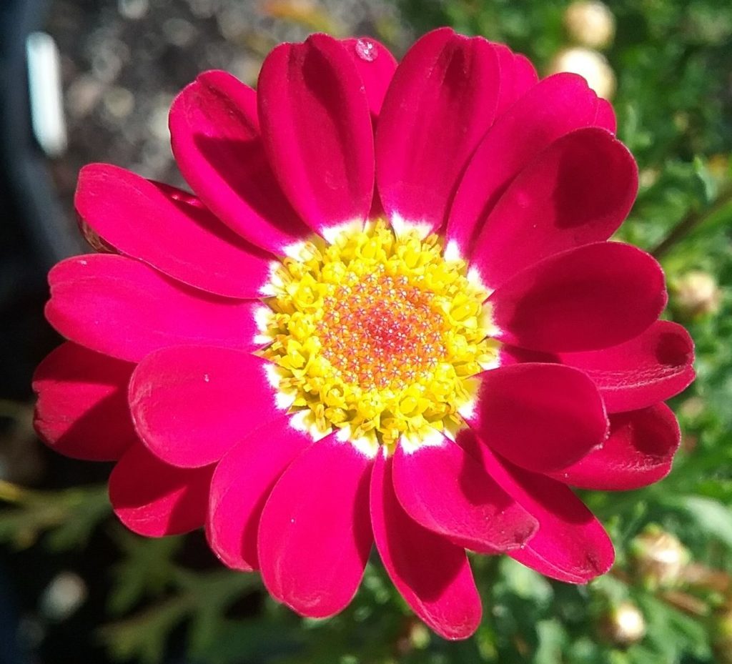 Argyranthemum Red Baron in 50mm Forestry Tube – Trigg Plants