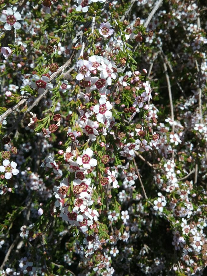 Astartea heteranthera in 50mm Forestry Tube – Trigg Plants