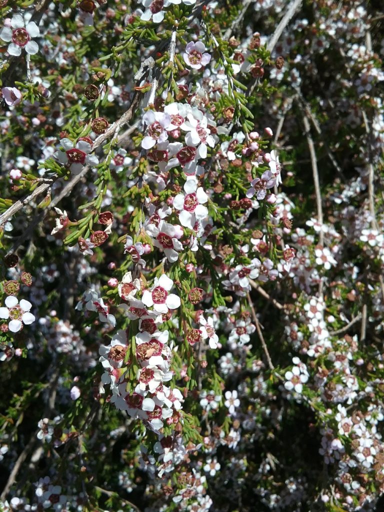 Natives under 1m – Trigg Plants