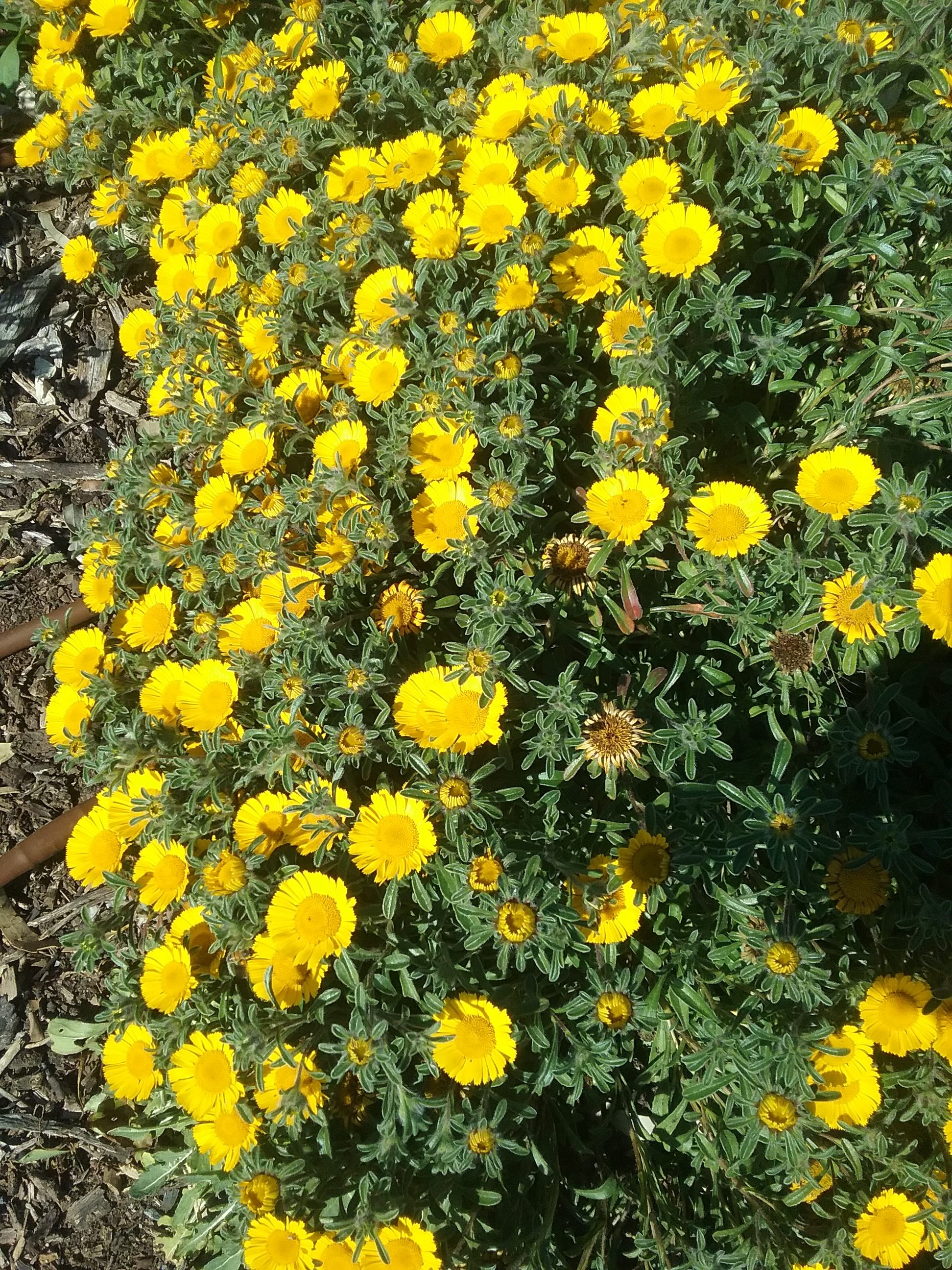 Asteriscus maritimus in 125mm Advanced Pot – Trigg Plants