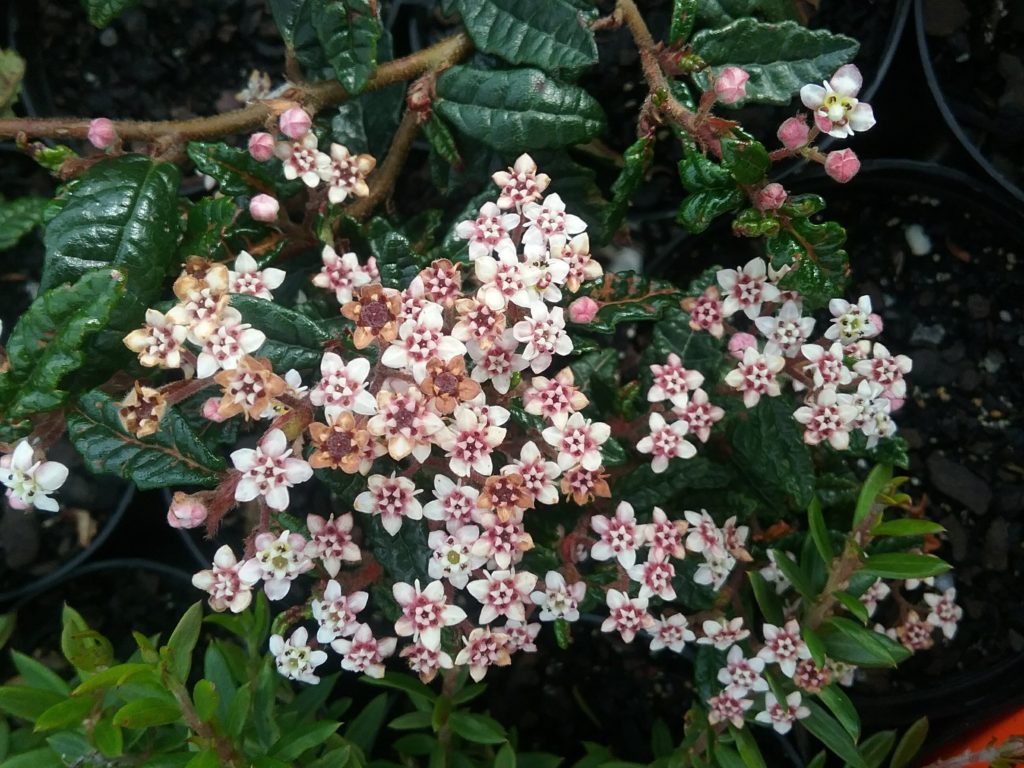 Native Plants – Page 8 – Trigg Plants