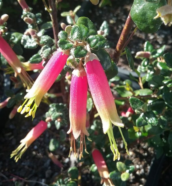 Native Plants – Page 6 – Trigg Plants