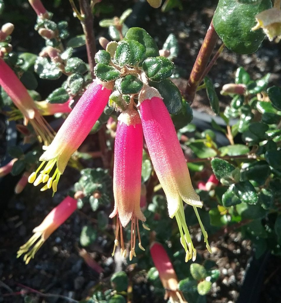 Natives under 1m – Page 2 – Trigg Plants