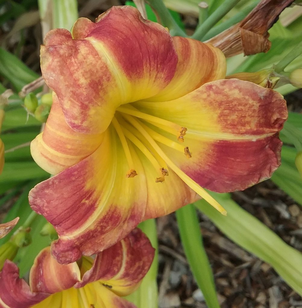 Hemerocallis Fairy Firecracker (Daylily) BARE ROOTED – Trigg Plants