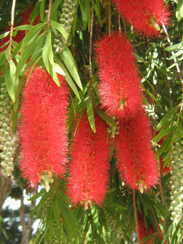Callistemon – Trigg Plants