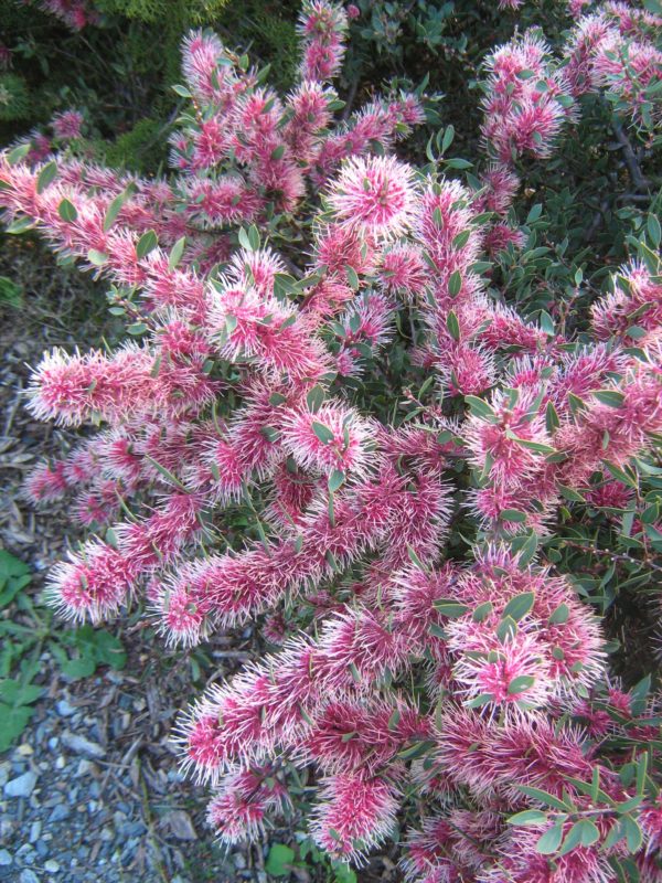 Hakea – Trigg Plants