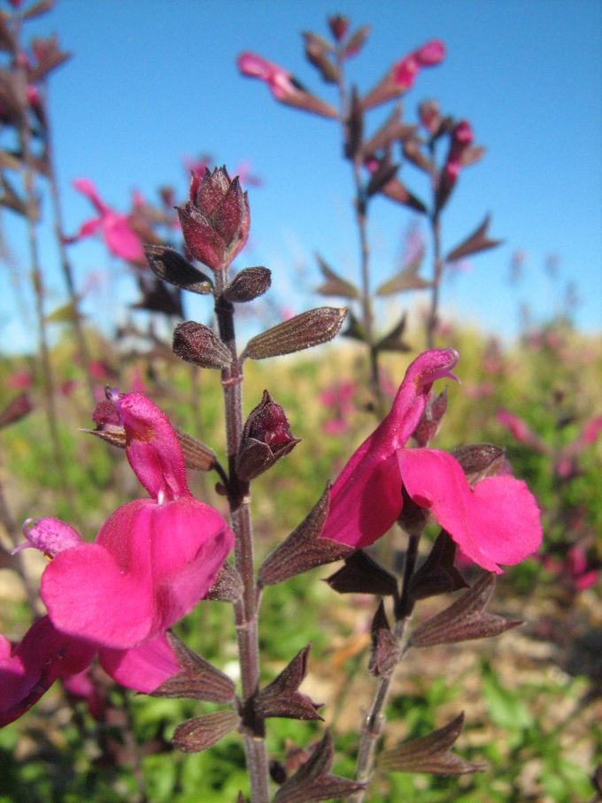 Salvia Pink Raspberry Royal in 50mm Forestry Tube – Trigg Plants