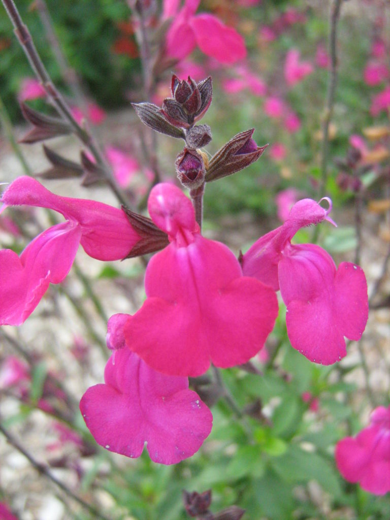 Salvia Pink Blush in 68mm Super Tube – Trigg Plants