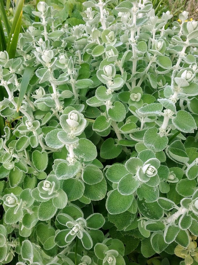 Ballota species in 50mm Forestry Tube – Trigg Plants