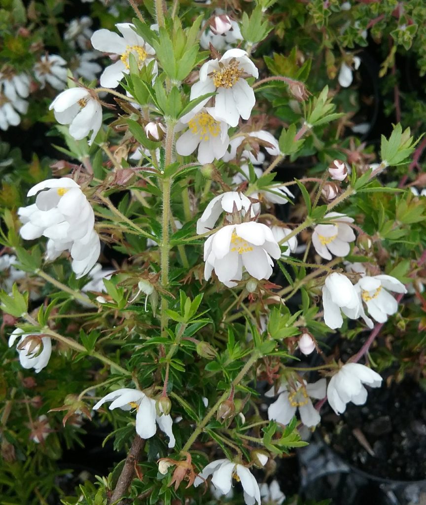 Bauera rubioides white in 75mm supergro tube – Trigg Plants
