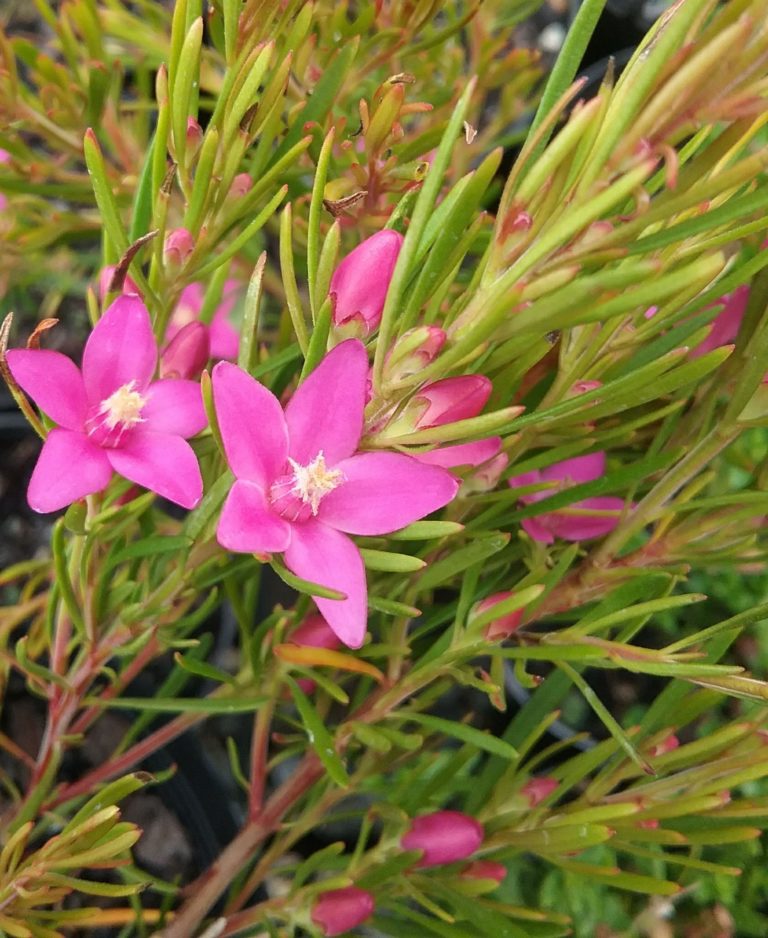 Crowea exalata compact purple in 68mm Super Tube – Trigg Plants