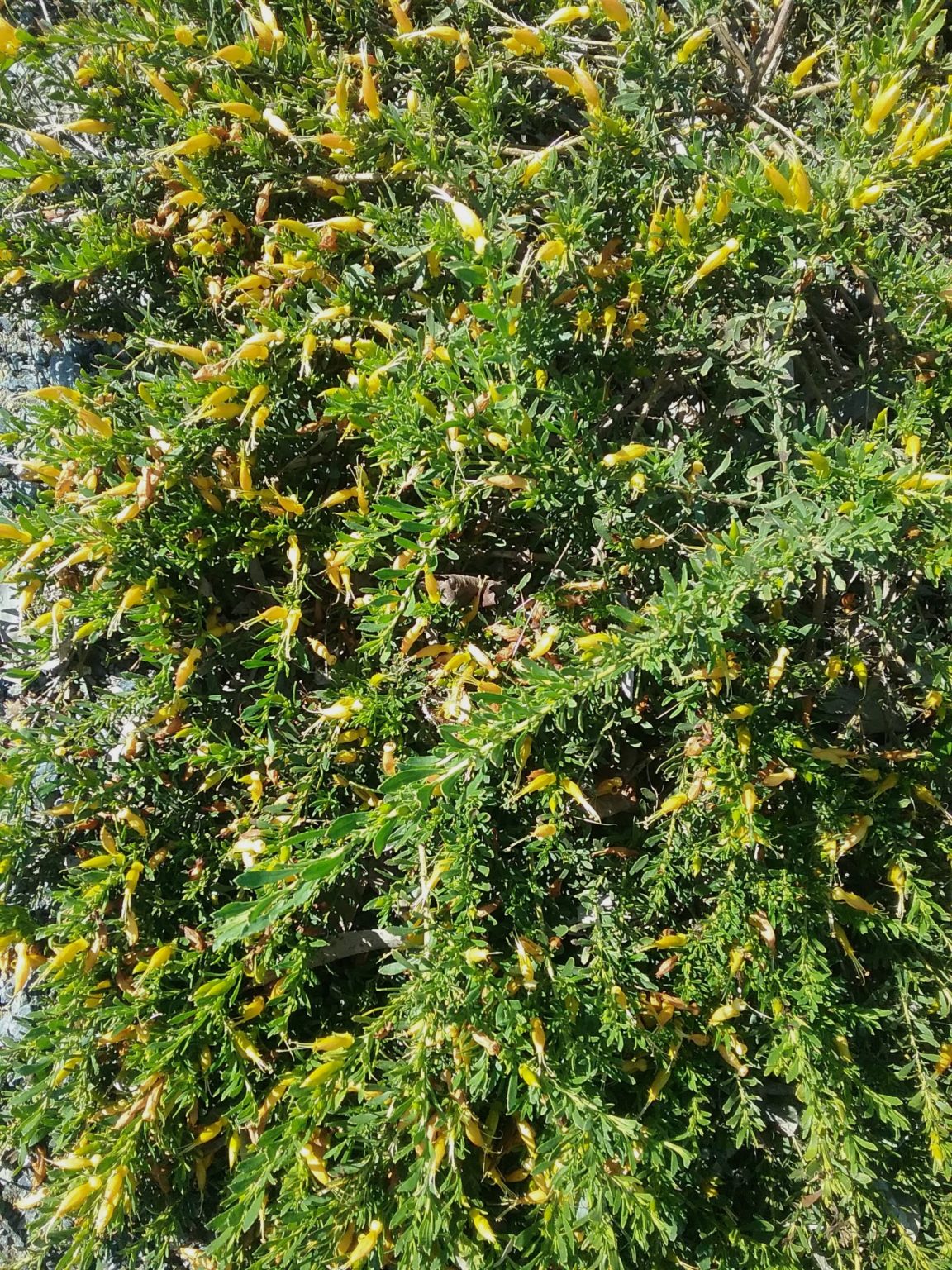 Eremophila glabra prostrate yellow (Emu Bush) in 50mm Forestry Tube ...