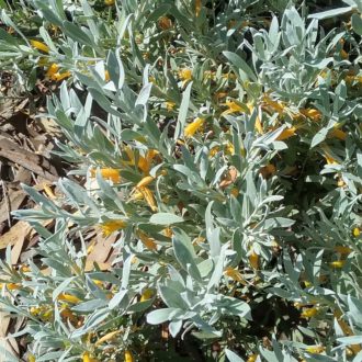 Eremophila glabra silver leaf orange flower form (Emu Bush) in 75mm ...