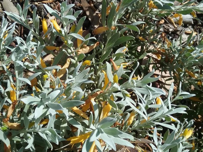 Eremophila glabra silver leaf orange flower form (Emu Bush) in 75mm ...