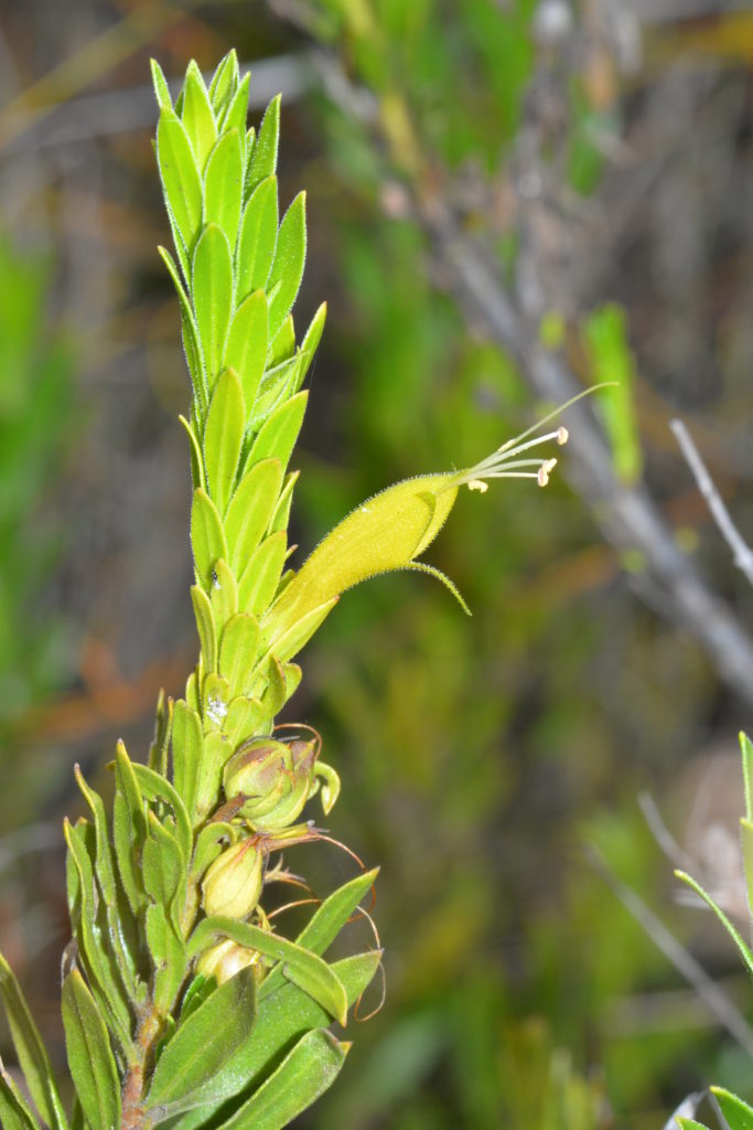 Eremophila glabra ssp chlorella in 50mm Forestry Tube – Trigg Plants