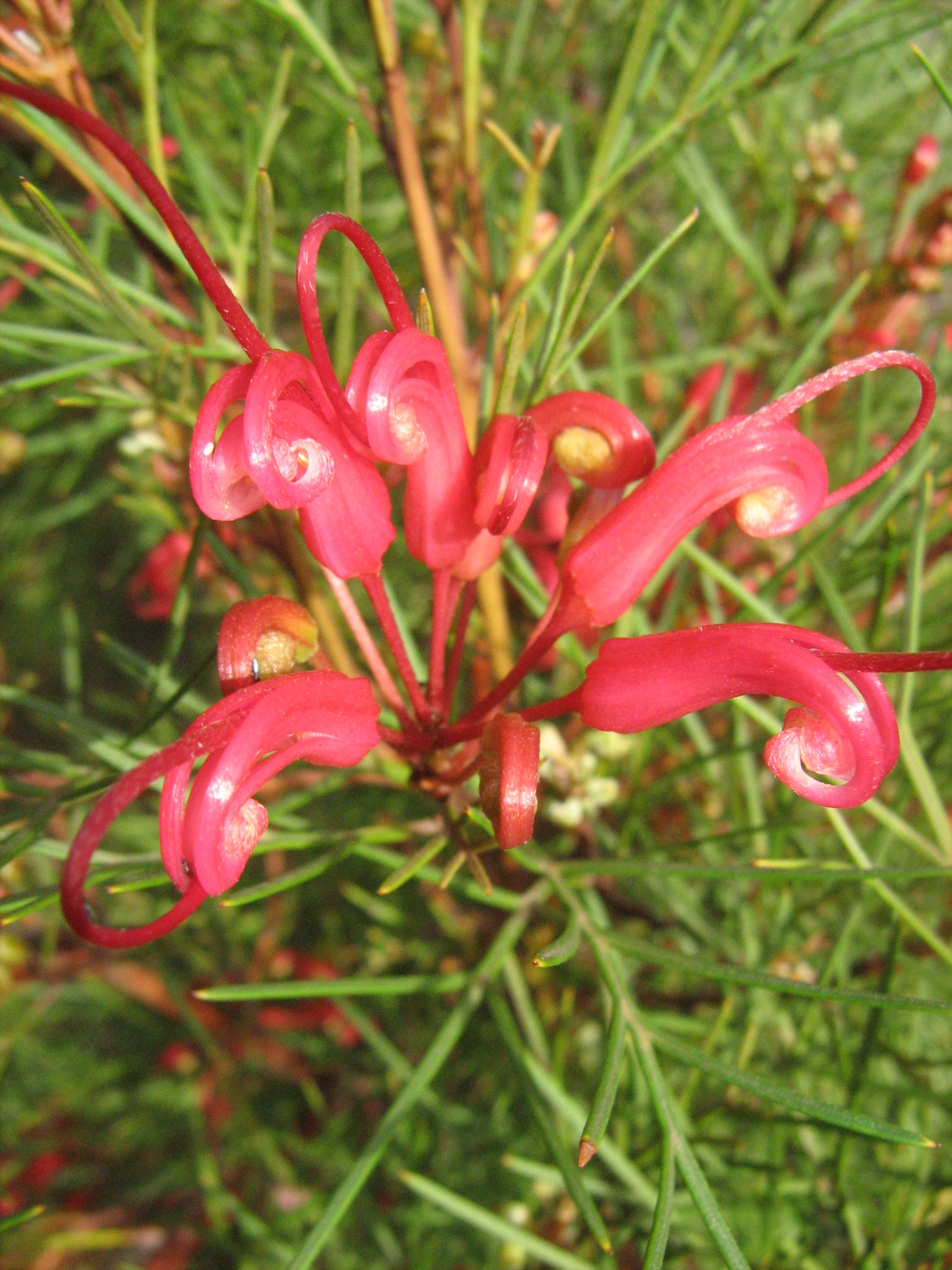 Grevillea – Trigg Plants