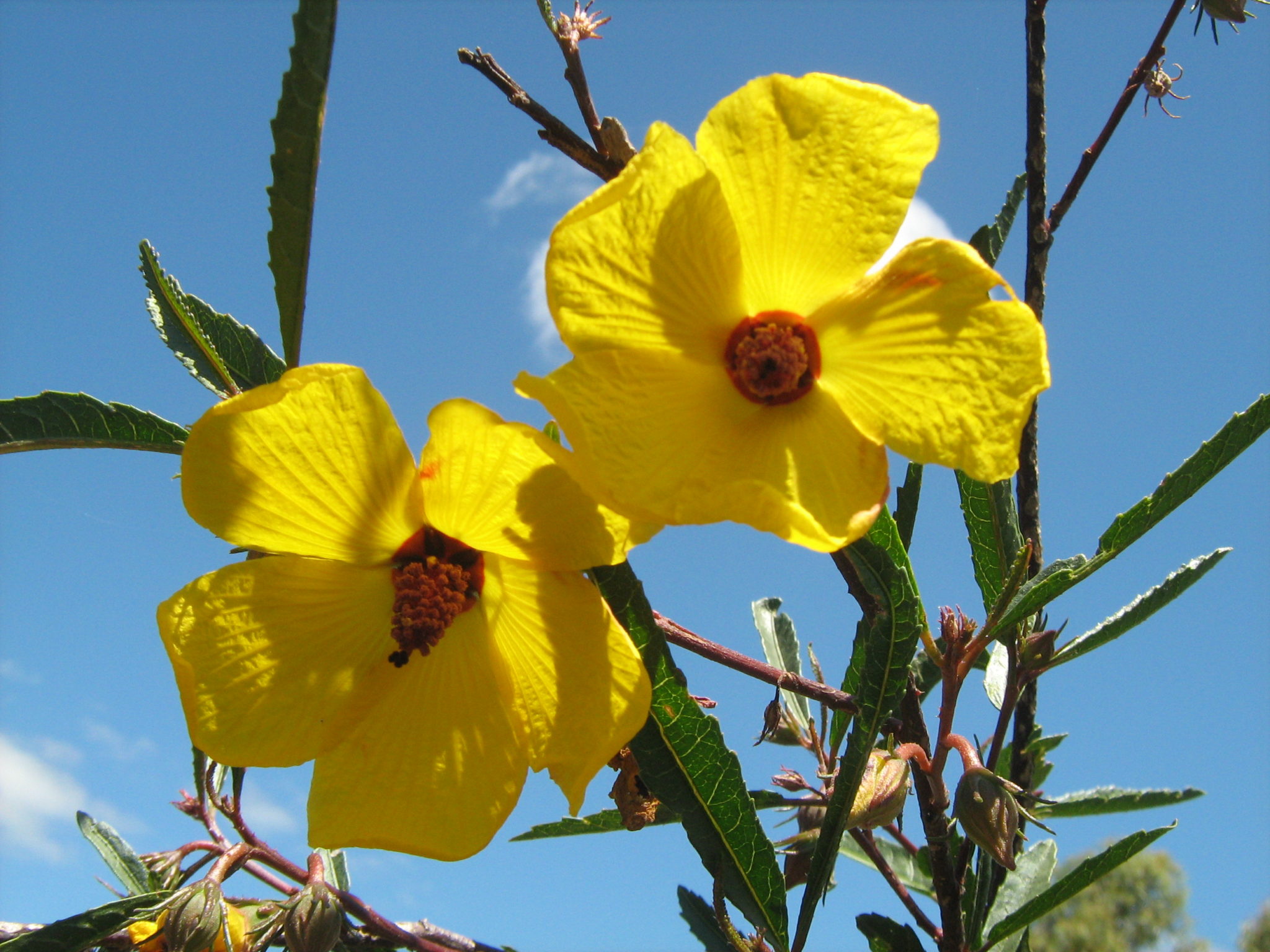 Hibiscus divaricatus (Native Hibiscus) in 50mm Forestry Tube – Trigg Plants