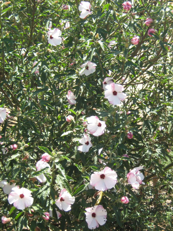 Hibiscus heterophyllus pink form (Native Hibiscus) in 50mm Forestry ...