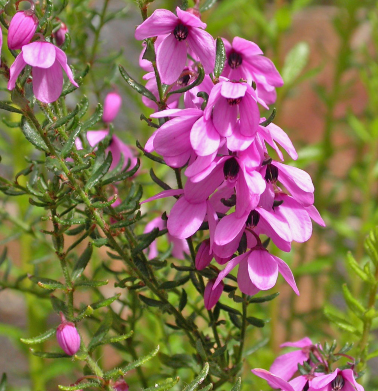 Tetratheca ciliata in 75mm Supergro Tube – Trigg Plants
