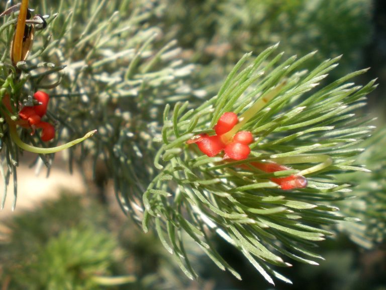 Adenanthos sericeus in 50mm Forestry tube – Trigg Plants