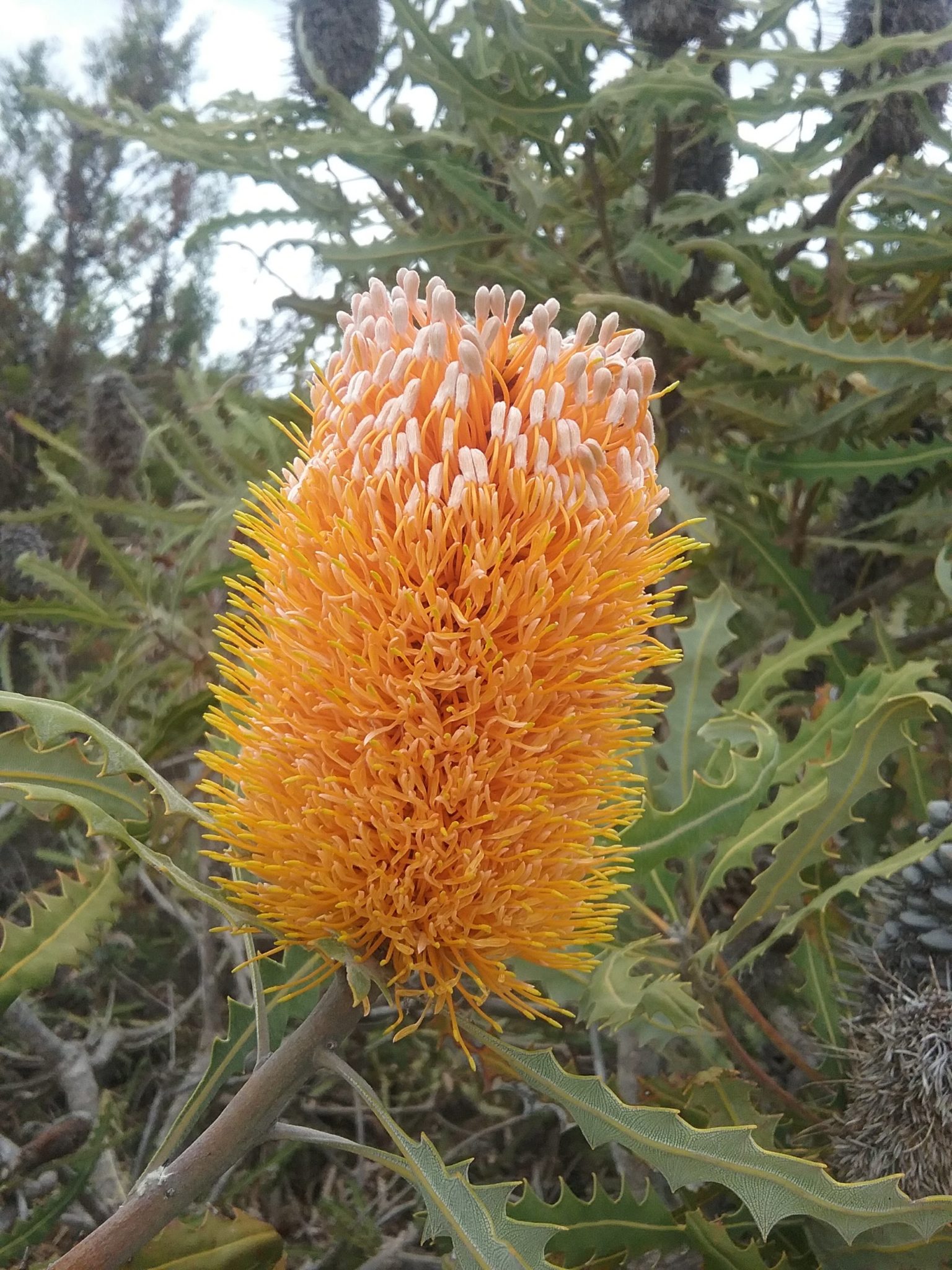 Banksia ashbyi ssp boreoscaia in 50mm Forestry Tube – Trigg Plants