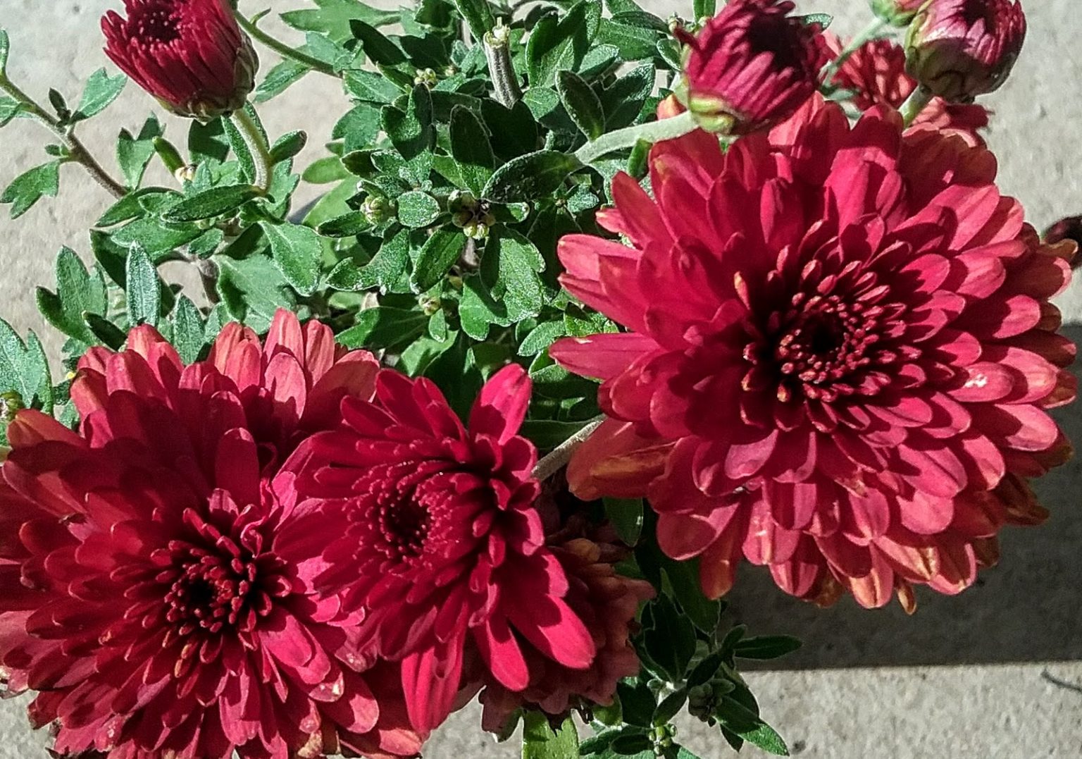Chrysanthemum Monza Red in 50mm Forestry Tube – Trigg Plants